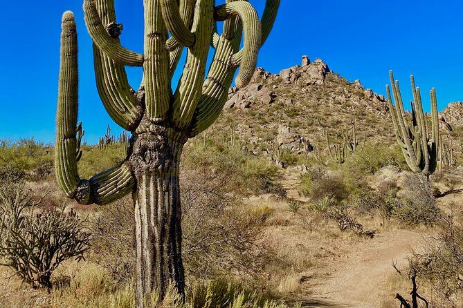 Scottsdale Desert Classic Guided Hiking Adventure - The Experience: What You’ll Feel and See