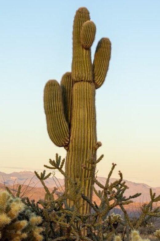 Scottsdale: McDowell Sonoran Preserve Hiking Tour - What Travelers Say