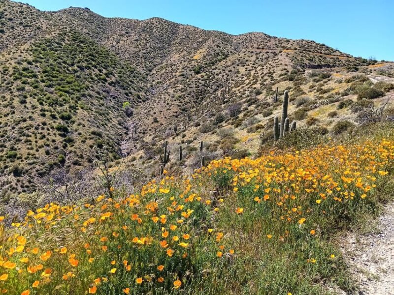 Scottsdale: Sonoran Desert to MountainTop Jeep Tour - Final Thoughts