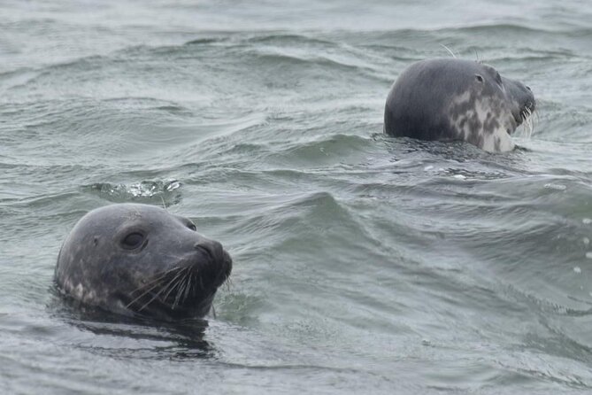 Scroby Sands Seal Watching - What to Expect During the Experience