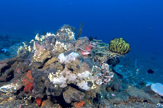 Scuba Certification - Frequently Asked Questions