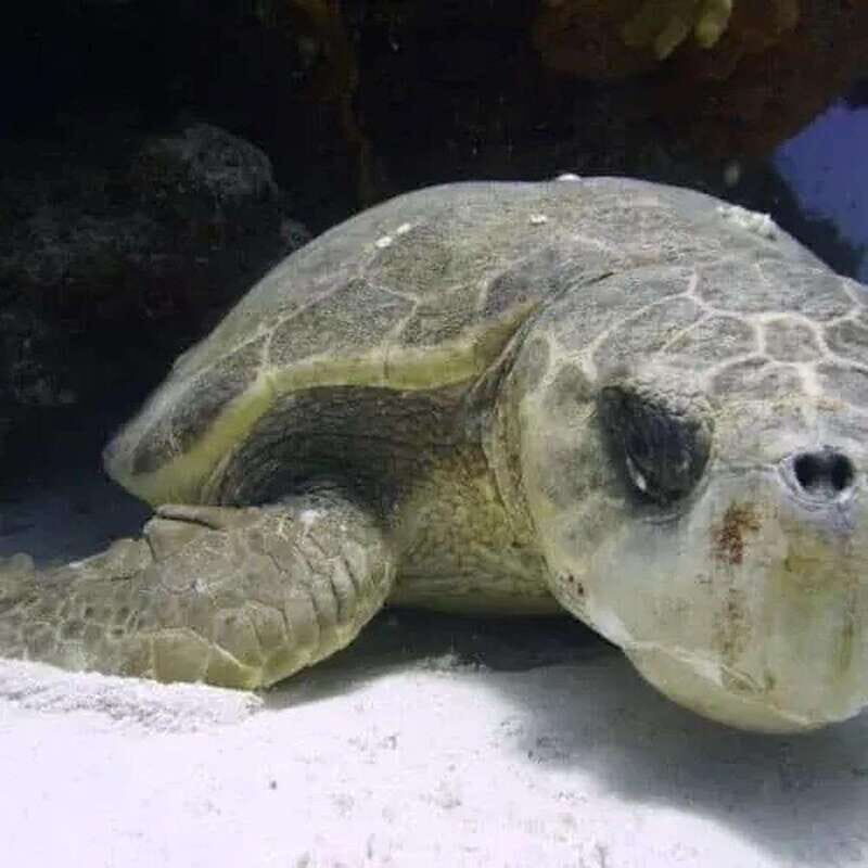 Scuba Cozumel: Experience from Boat, for Certified Divers - Exploring Cozumel’s Underwater World