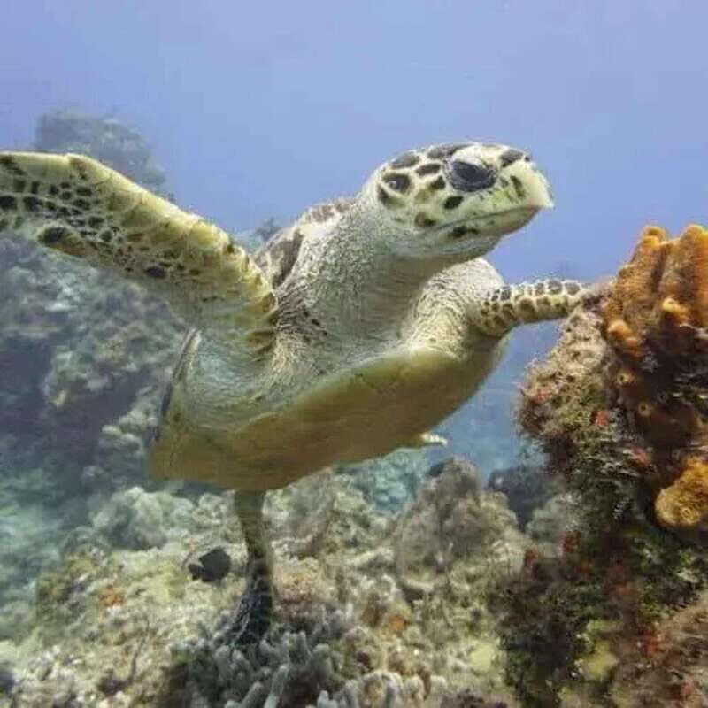 Scuba Cozumel: Experience from Boat, for Certified Divers - Who Should Consider This Tour?