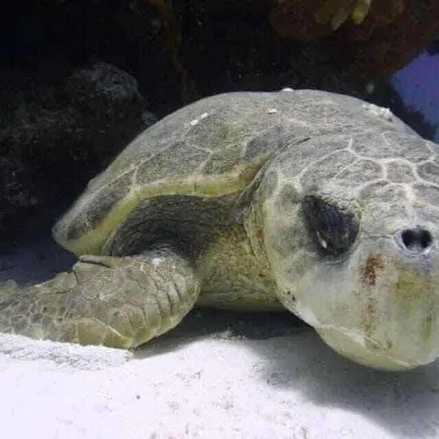 Scuba Cozumel: Experience from Boat, for Certified Divers - The Sum Up