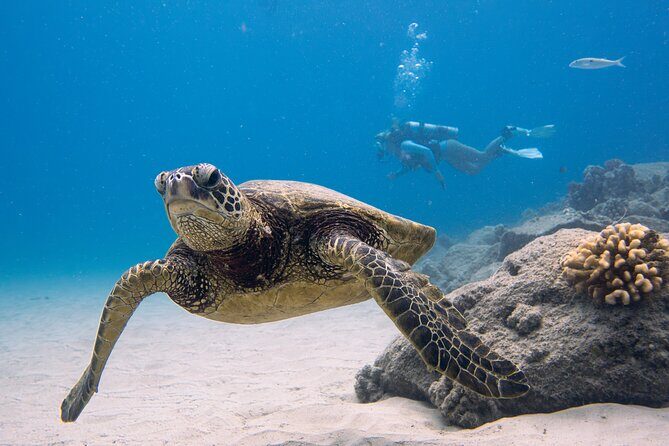 Scuba Dive at Electric Beach - Introduction