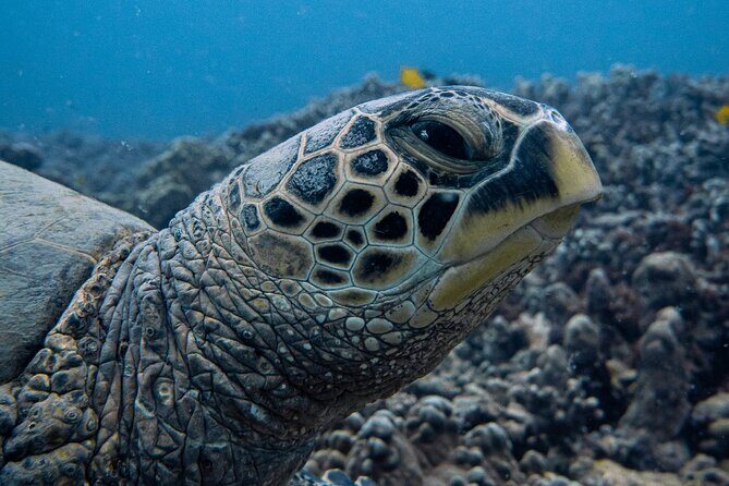 Scuba Dive at Electric Beach - The Dive Itself: What Makes Electric Beach Special