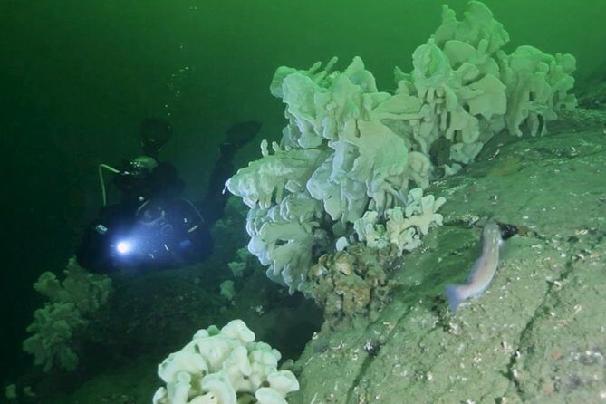 Scuba Dive Boat Charter in Vancouver (Certified Divers Only!) - An Honest Look at the Vancouver Scuba Dive Boat Charter