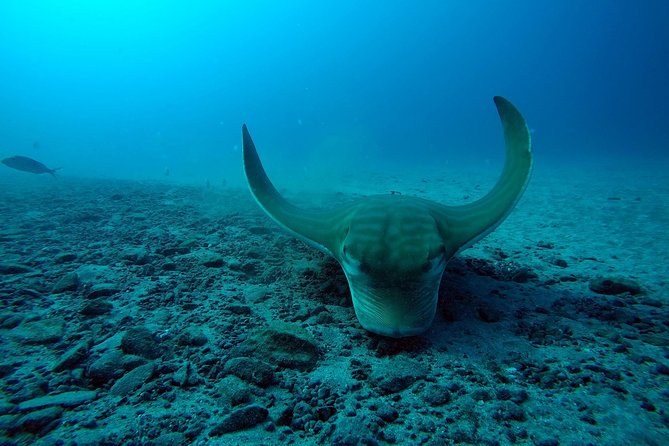 Scuba Dive excursion for Beginners in a Turtle Area - A Closer Look at the Experience