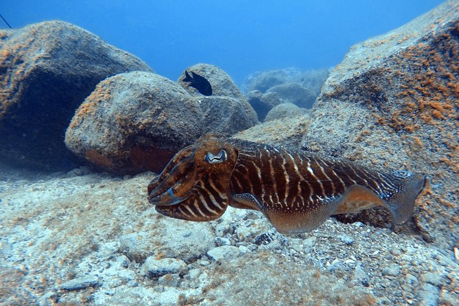 Scuba Dive excursion for Beginners in a Turtle Area - Authentic Feedback from Guests