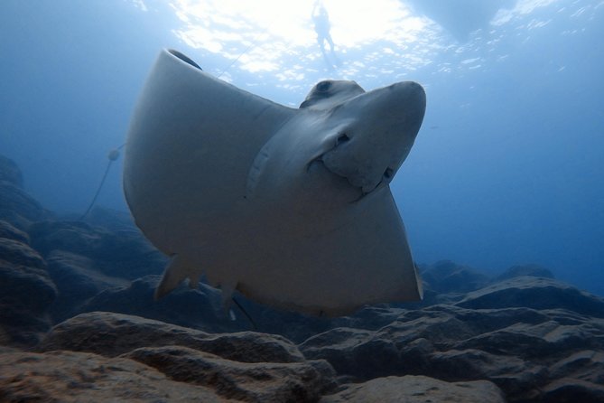 Scuba Dive excursion for Beginners in a Turtle Area - The Sum Up: Who Will Love This Experience?