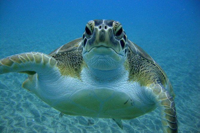 Scuba Dive excursion for Beginners in a Turtle Area - FAQ: Your Questions Answered