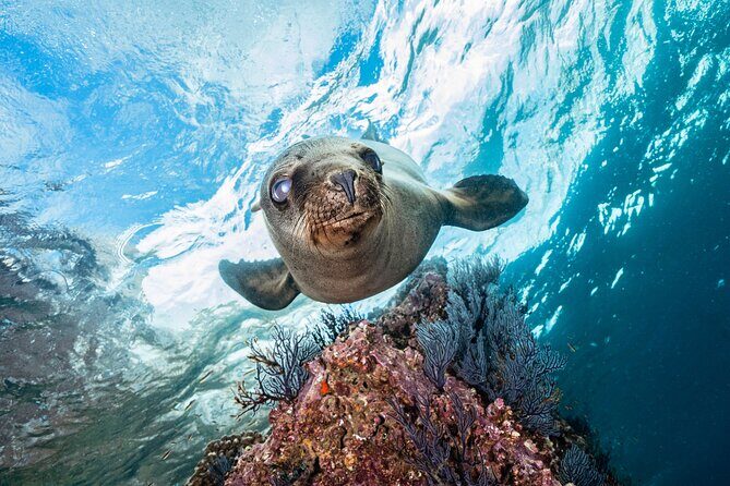 Scuba Dive in La Paz: Sea Lions, Turtles, Fish Schools and Wrecks - An Inside Look into the La Paz Diving Experience
