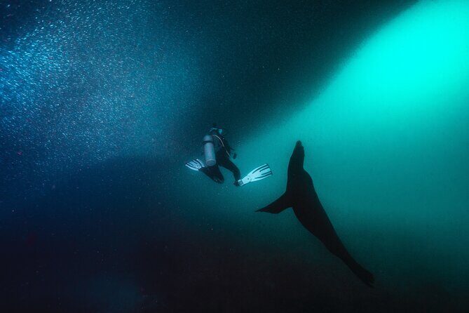 Scuba Dive in La Paz: Sea Lions, Turtles, Fish Schools and Wrecks - Practical Details and Tips