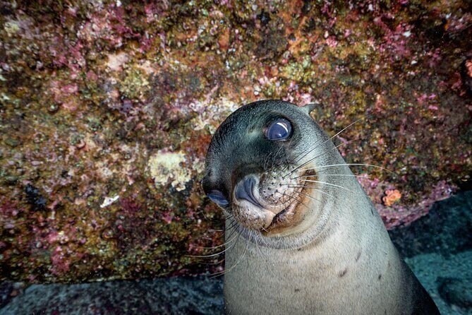 Scuba Dive in La Paz: Sea Lions, Turtles, Fish Schools and Wrecks - Final Thoughts
