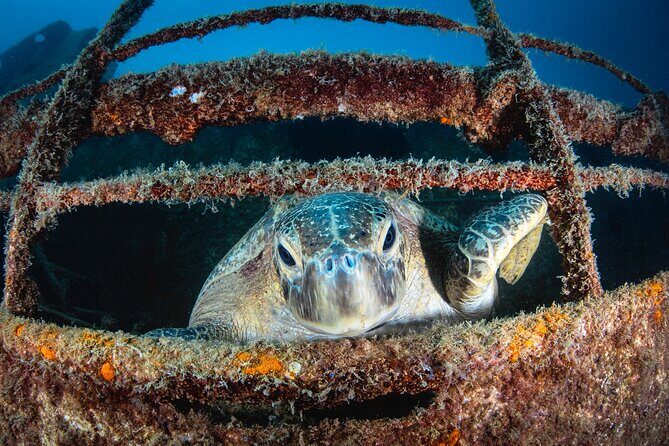 Scuba Dive in La Paz: Sea Lions, Turtles, Fish Schools and Wrecks - FAQ