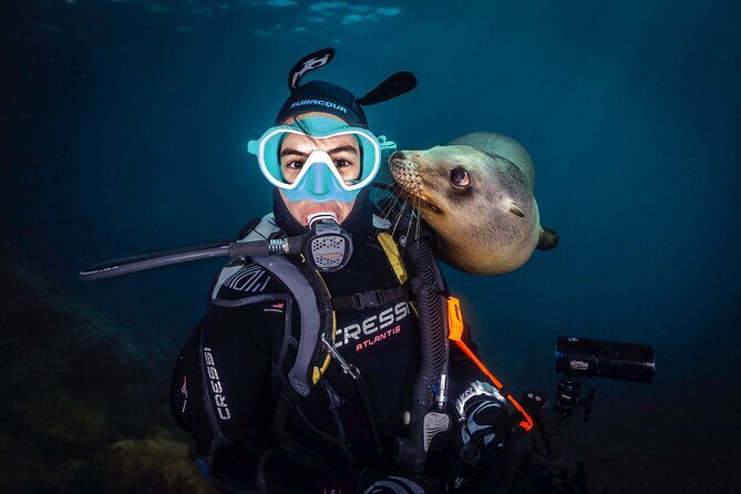 Scuba Dive in La Paz: Sea Lions, Turtles, Fish Schools and Wrecks - Who Will Love This Tour?