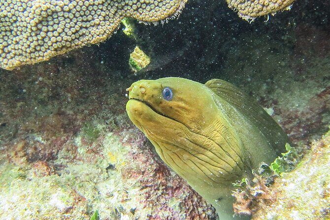 Scuba Dive in the best reefs in the Riviera Maya 2 tanks - Discovering the Riviera Maya Reefs: What’s in Store