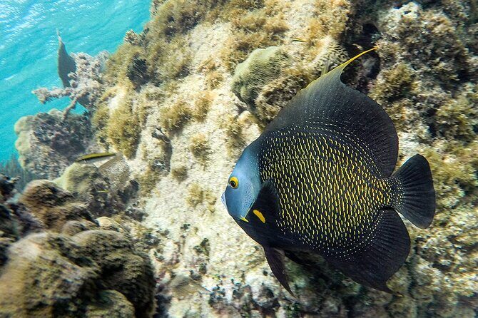 Scuba Dive in the best reefs in the Riviera Maya 2 tanks - Considerations and Practical Tips