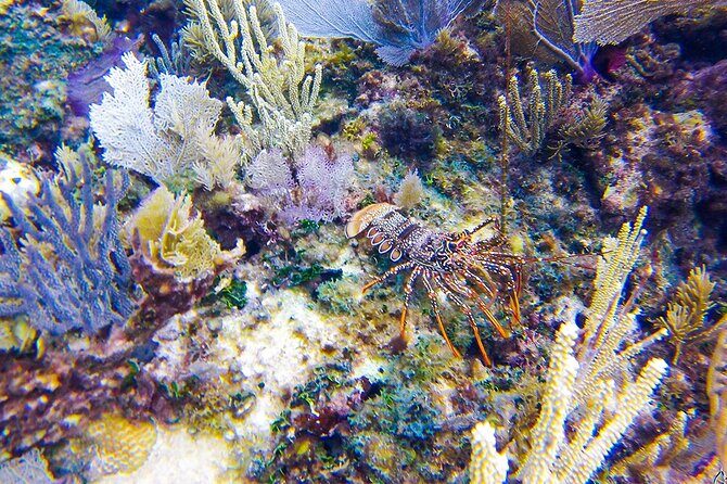 Scuba Dive in the best reefs in the Riviera Maya 2 tanks - Authentic Marine Encounters from the Divers’ Perspective