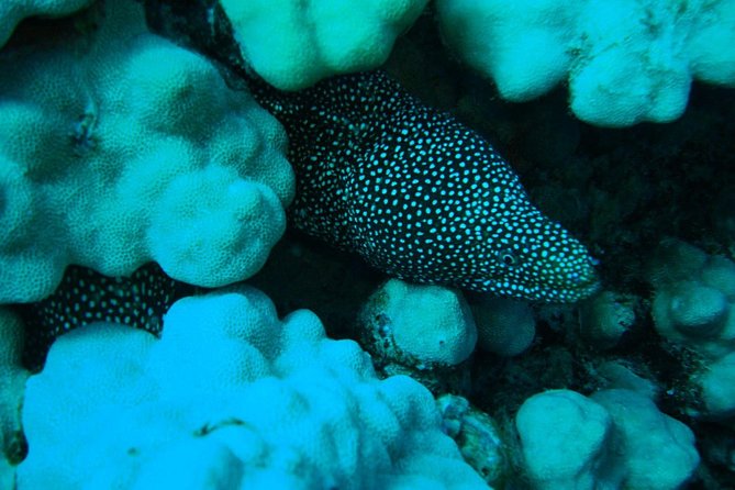 SCUBA DIVE: Kallithea's Underwater Exploration - The Value of the Tour