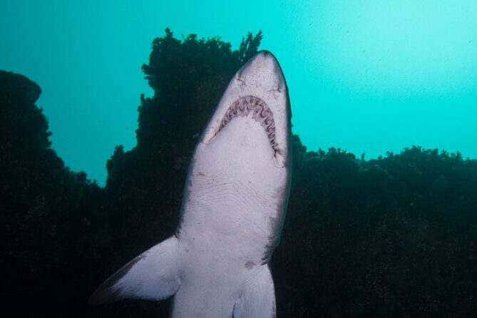 Scuba Dive With Grey Nurse Sharks in Bushrangers Bay - An In-Depth Look at the Experience