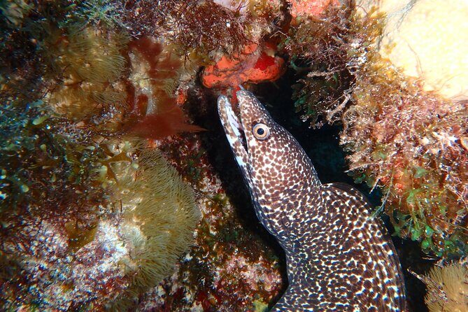 Scuba Diver Certification Course - Authentic Reviews and Experiences