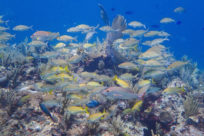Scuba Diver Certification Course - Who This Tour is Best For
