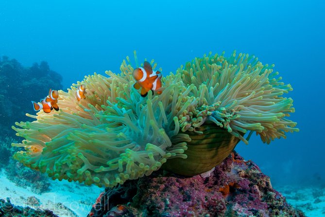 Scuba Diver Course (PADI) - The Experience Beyond the Certification