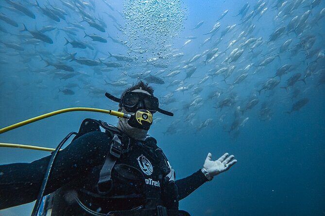 Scuba Diving - Exploring Scuba Diving in Cabo San Lucas: A Complete Guide