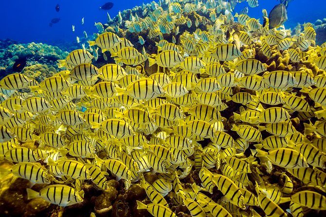 Scuba Diving - Final Thoughts