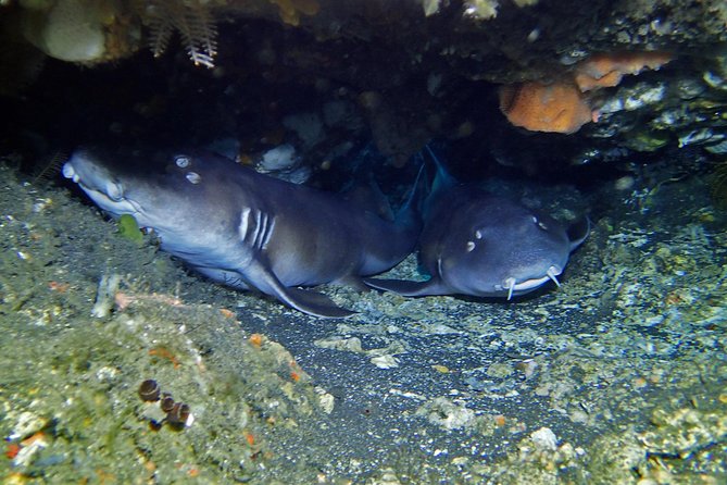 Scuba Diving 3 dives including Manta Rays at Nusa Penida - Value for Money and Additional Expenses