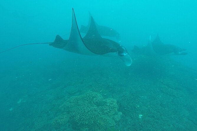 Scuba Diving 3 dives including Manta Rays at Nusa Penida - The Experience and Overall Atmosphere