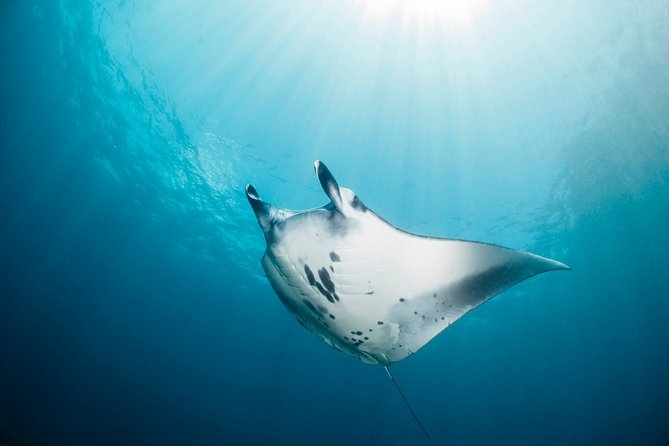 Scuba Diving 3 dives including Manta Rays at Nusa Penida - Why This Tour Gets Such High Ratings