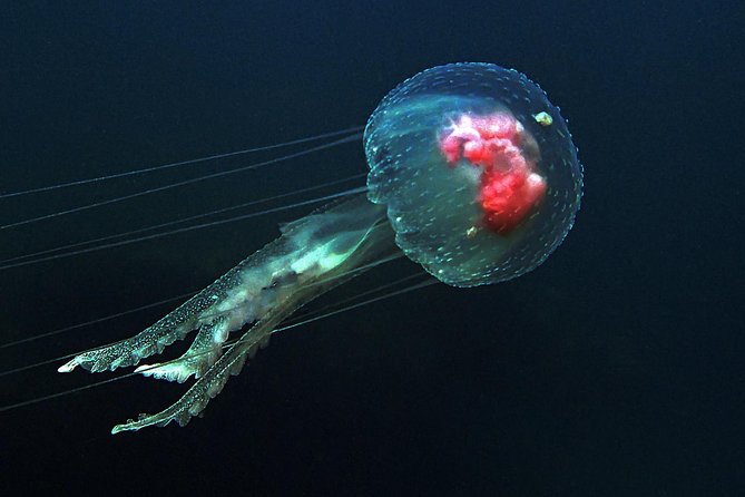 Scuba Diving 3 dives including Manta Rays at Nusa Penida - Who Is This Tour Best For?