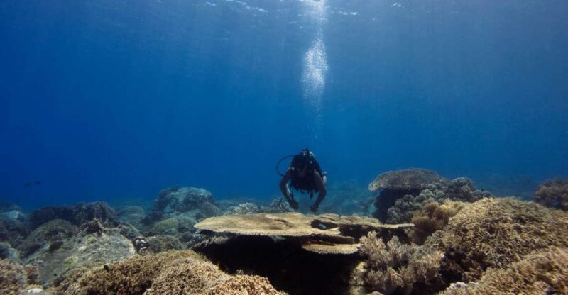 Scuba Diving 3 Islands Nha Trang Tour - Who Is This Tour Best For?