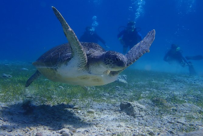 Scuba Diving Activity in Pernera - Participant Requirements and Limitations