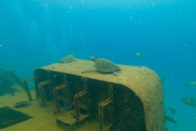 Scuba Diving Adventure in La Paz - An In-Depth Look at the La Paz Scuba Adventure