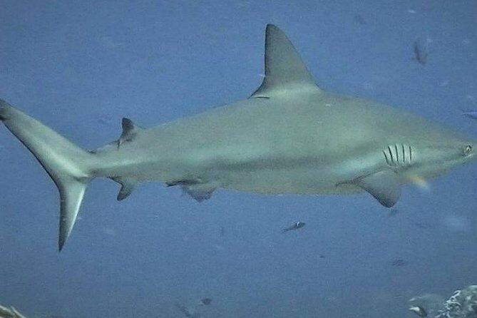 Scuba Diving Adventure WITHOUT CERTIFICATION! Try it today! - The Experience and Support