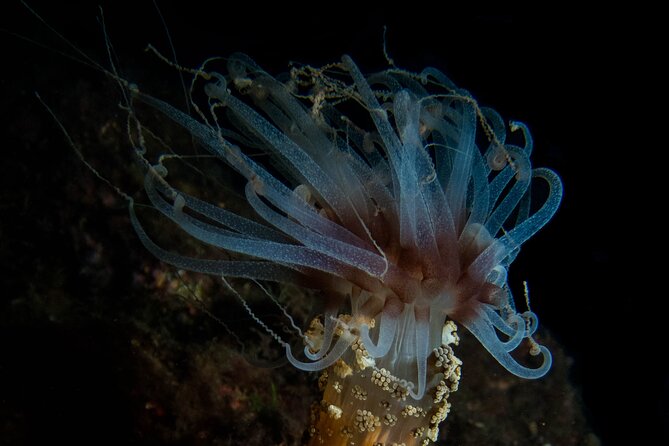 Scuba Diving Albufeira-Double Dive Trip - Who Should Book This Tour?