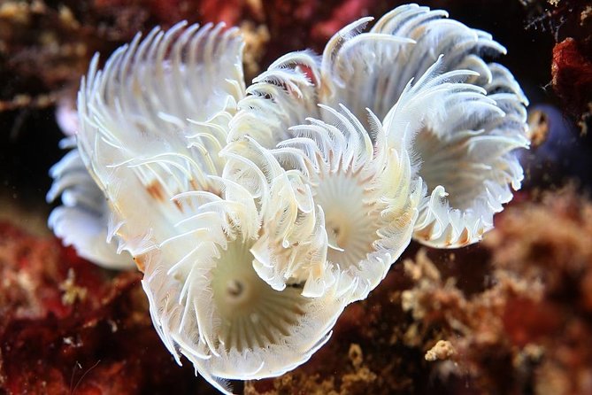Scuba Diving Albufeira Double Dive Trip Review - Dive Sites and Underwater Exploration