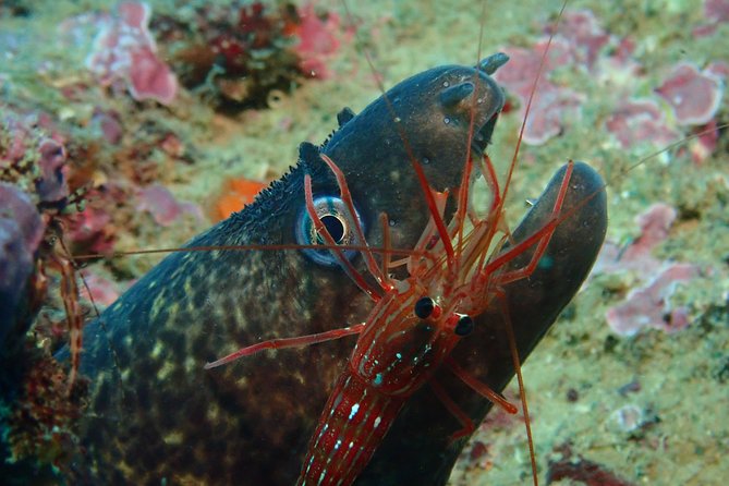 Scuba Diving Albufeira Double Dive Trip Review - Pricing and Inclusions