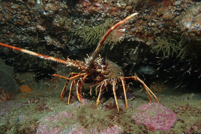 Scuba Diving Albufeira Double Dive Trip Review - Meeting Point and Schedule