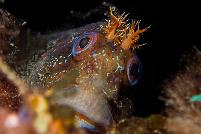 Scuba Diving Albufeira Double Dive Trip Review - Health and Safety Considerations