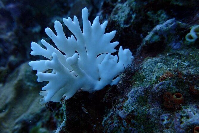 Scuba Diving and shopping on the Hipstrip. - Key Points