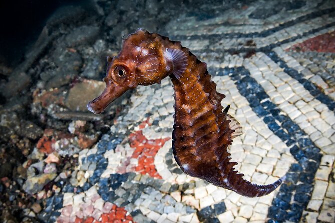 Scuba Diving and Underwater Roman Ruins in Baia From Naples - Key Points