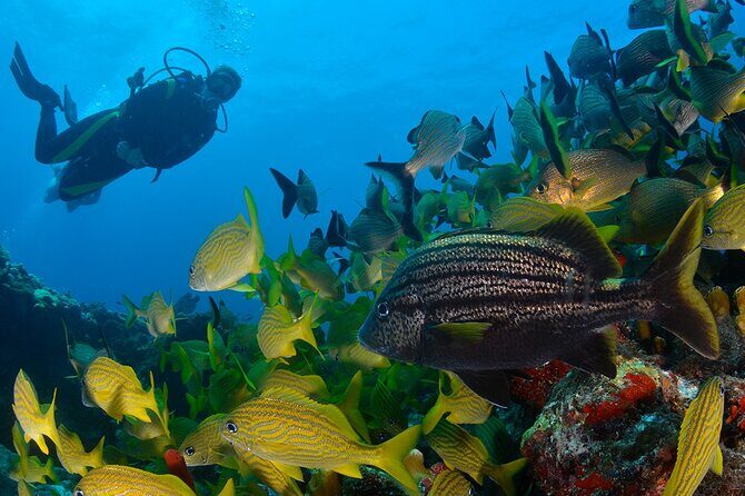Scuba Diving around the Riviera Maya Reefs - A Deep Dive into the Experience