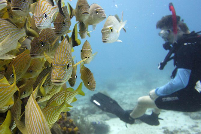 Scuba diving at MUSA the underwater museum for certified divers - Summing it up