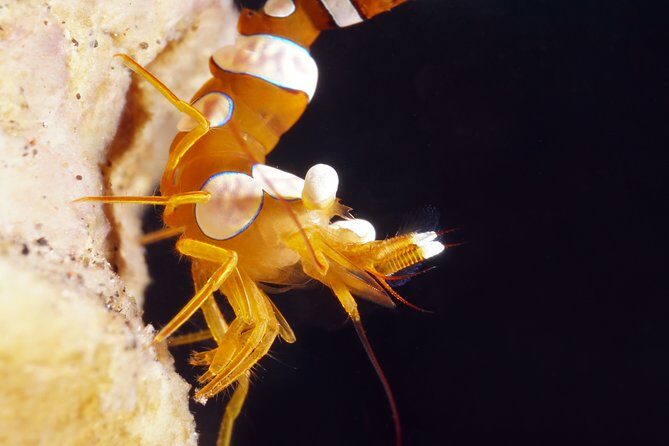 Scuba Diving at Tulamben macro dive sites - Authentic Experiences and Positive Feedback