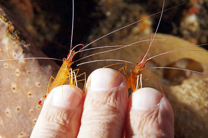 Scuba Diving at Tulamben USAT Liberty Wreck - Why Choose This Tour? A Practical Overview
