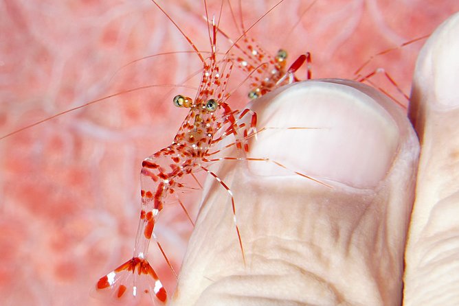 Scuba Diving at Tulamben USAT Liberty Wreck - What’s Included and What’s Not